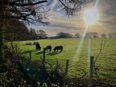 Lineham Farm In Leeds - Leeds Children’s Charity