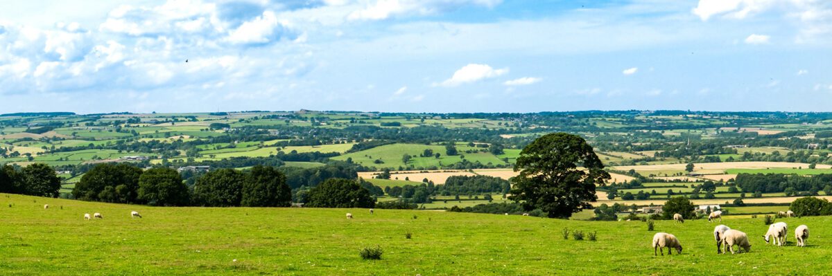 Lineham Farm In Leeds - Leeds Children’s Charity